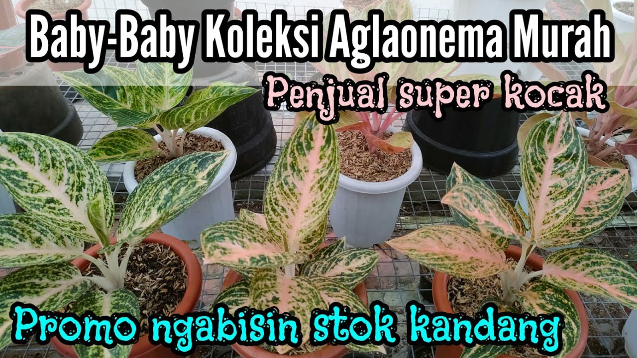 Baby-Baby Bunga Aglaonema Murah Promo Ngabisin Stok Kandang - YouTube