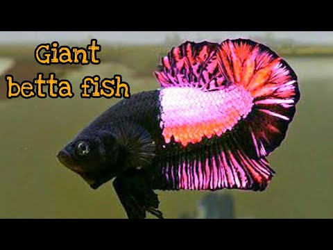 Ultimate Guide to Giant Betta Fish Care: Tips, Tank Setup, and Breeding ...