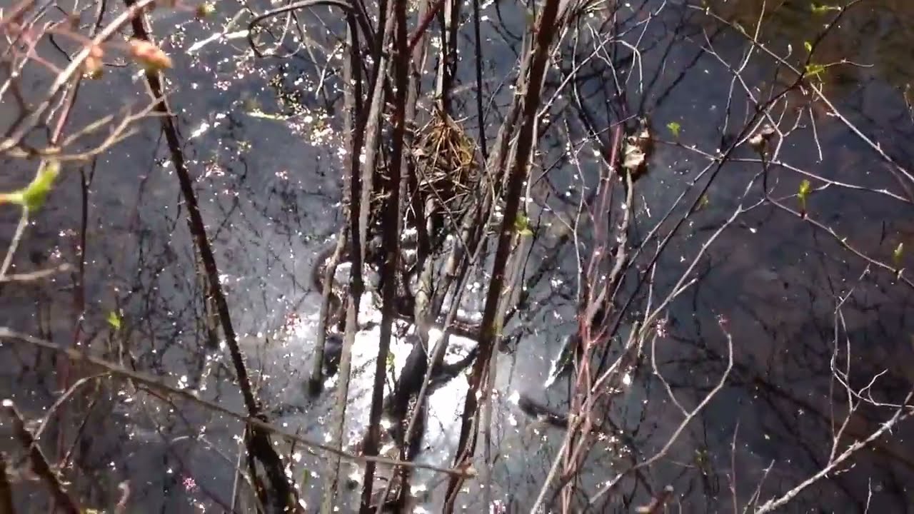 Northern Water Snake in Connecticut Pond - YouTube