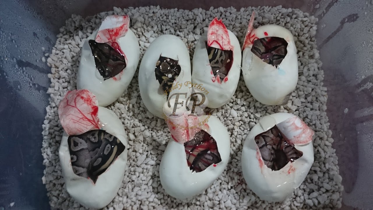 [Feldy Python] Cutting 2015 Clutch From Mojave x Normal Pair - YouTube