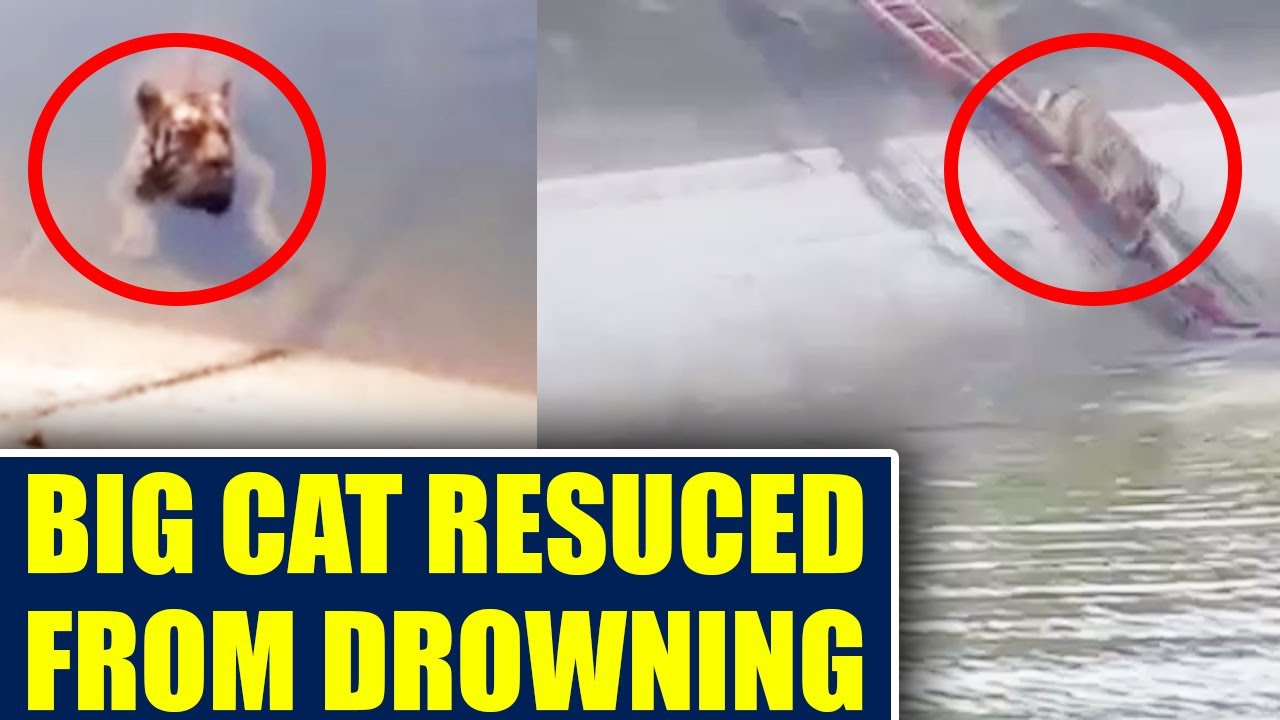 Tiger rescued from drowning in Maharashtra’s Bhandara district, Watch ...