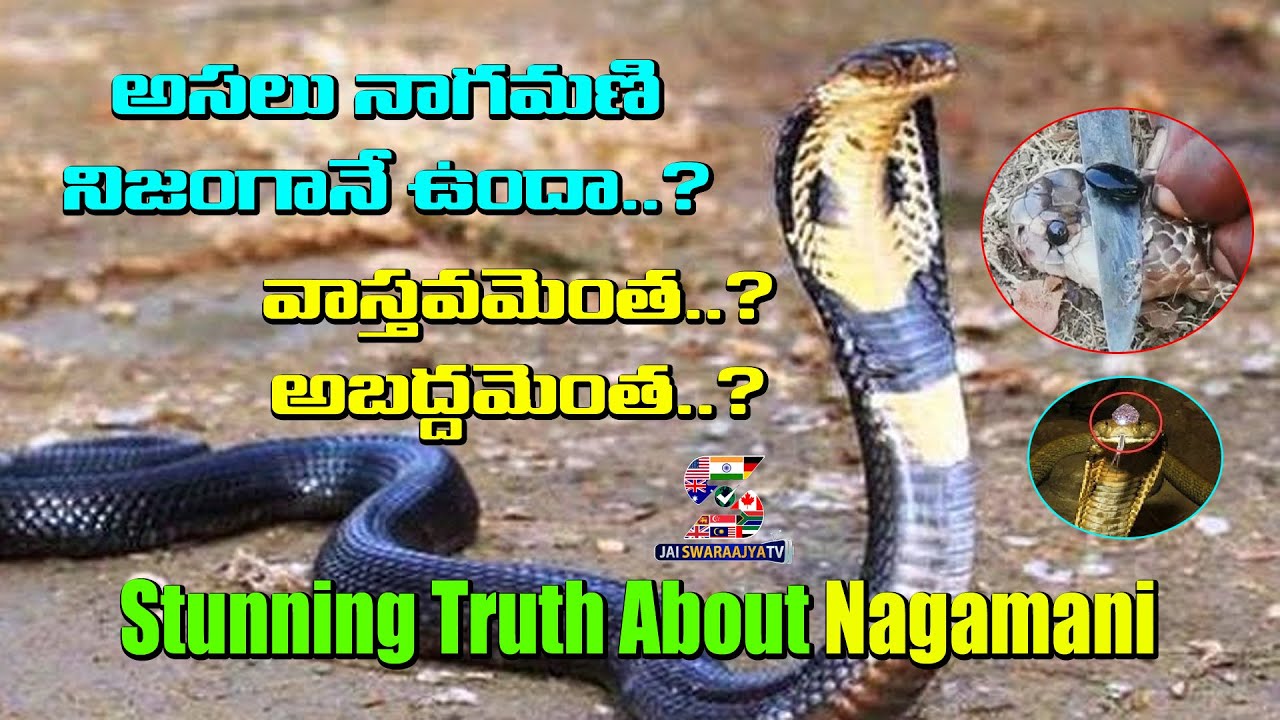 Nagamani Real Or Fake ? | Stunning Truth About Nagamani | Jai Swaraajya ...