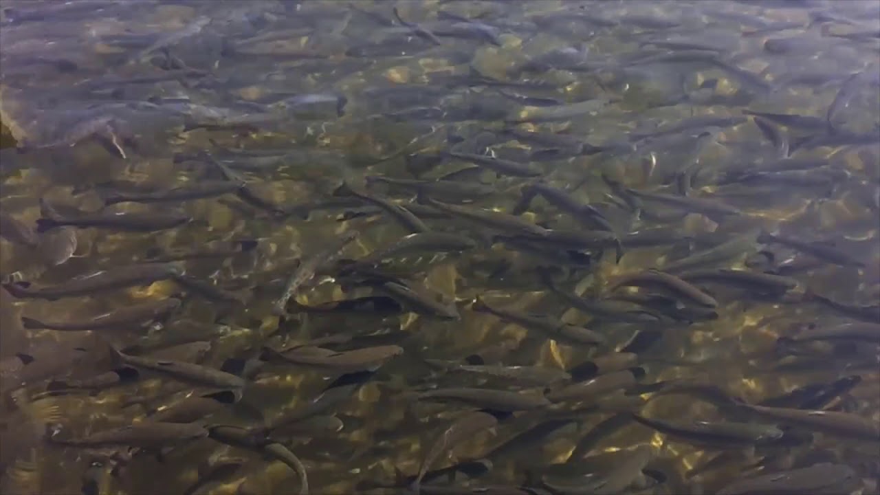 Nimbus Hatchery - YouTube