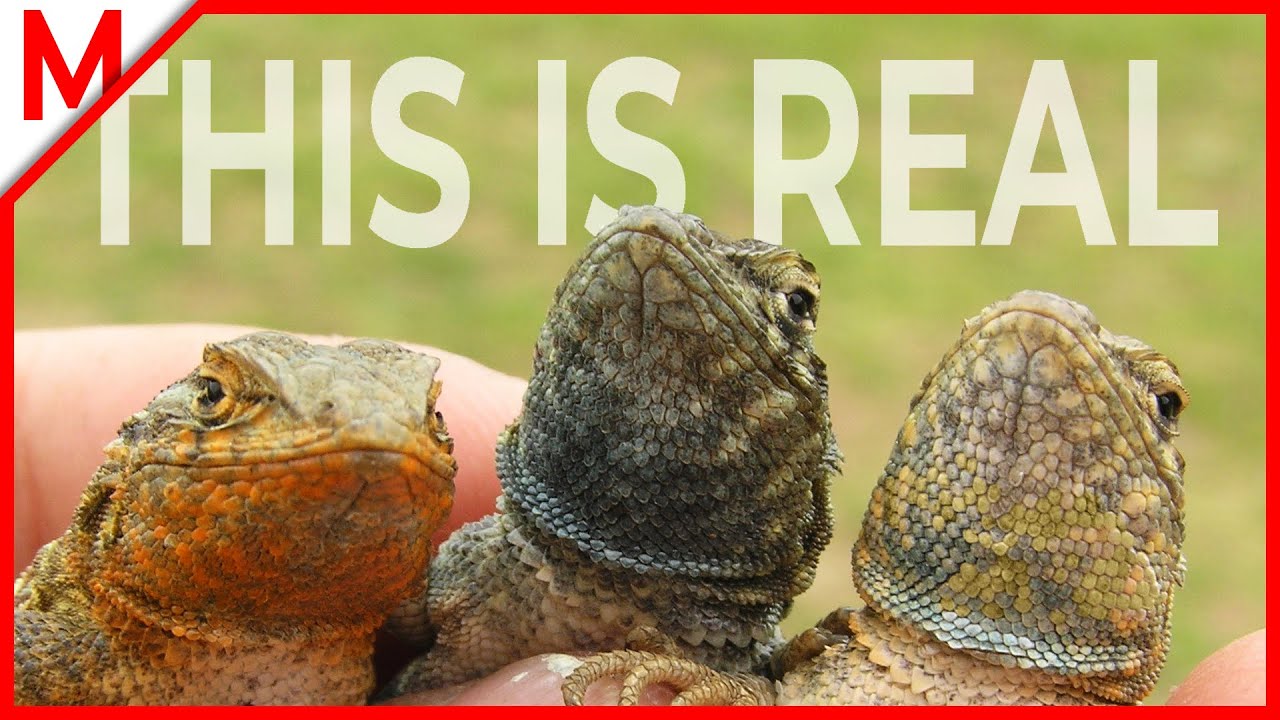 Lizards playing Rock - Paper - Scissors | THIS IS REAL ep.1 - YouTube