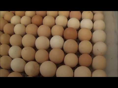 A Complete Walk Through Of The Incubation Process - YouTube