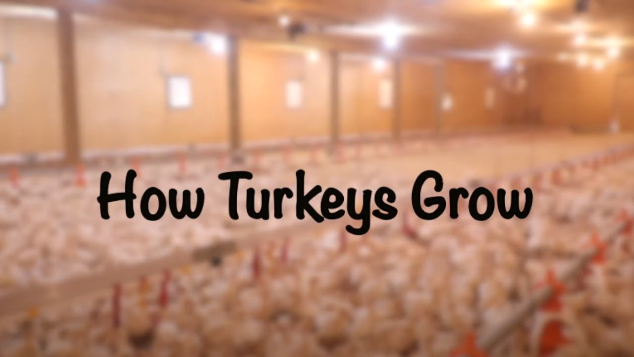 How Turkeys grow - YouTube