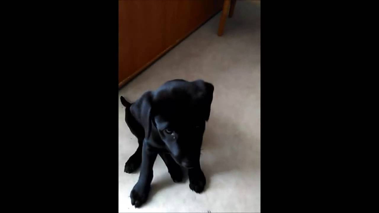 2 eme séance de dressage de Mandy L'appel , Donner la patte , Coucher ...