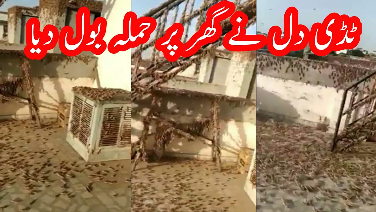 Tiddi dal attacked the house || Tiddi dal attack || Tiddi dal attack in ...