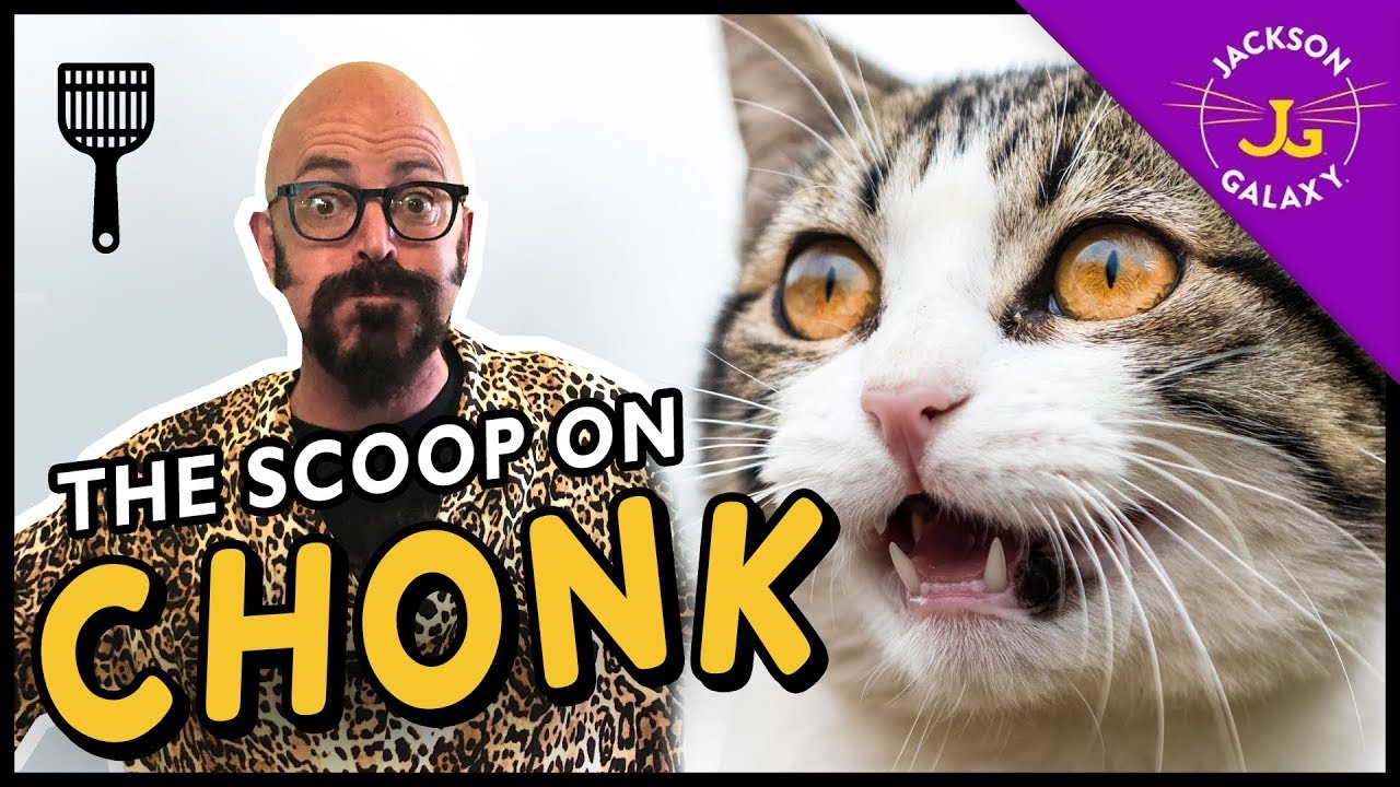 The Scoop on Chonk - YouTube