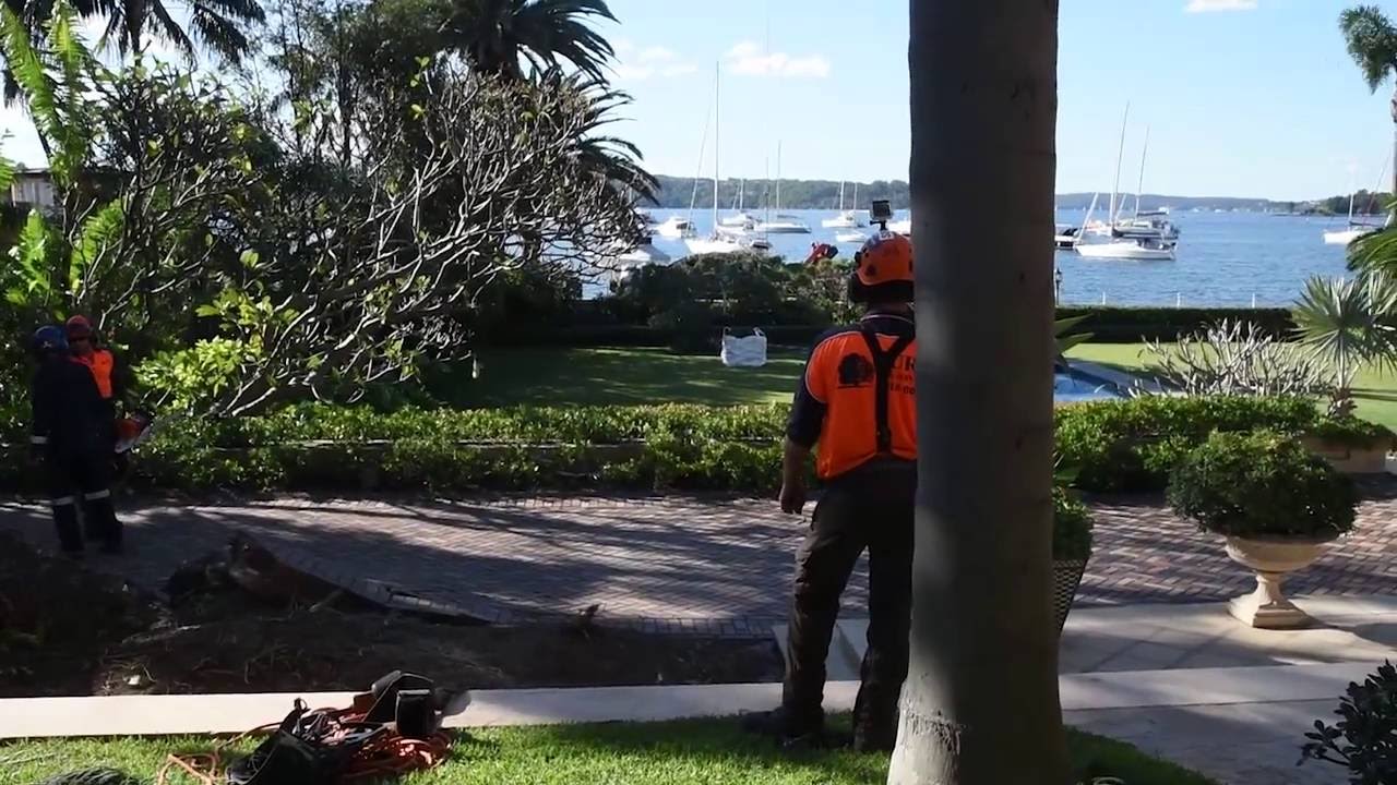 Aura Tree Services helicopter tree removal - YouTube