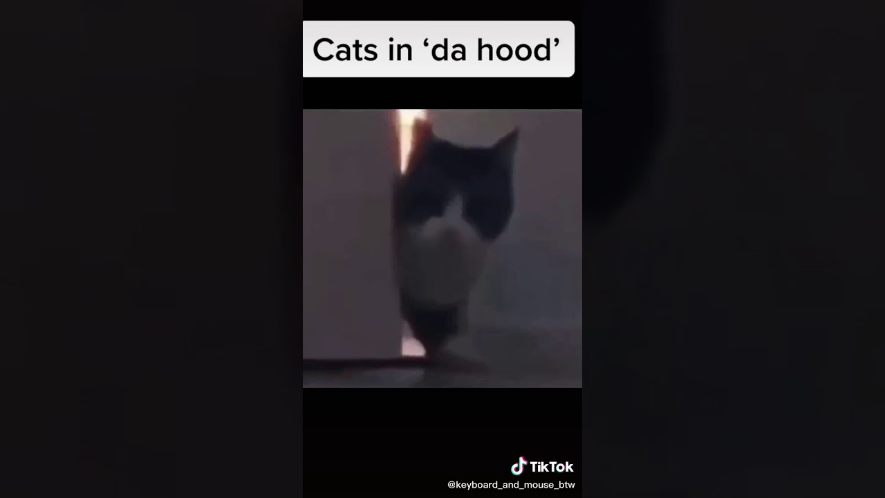 Different types of cat meows - YouTube