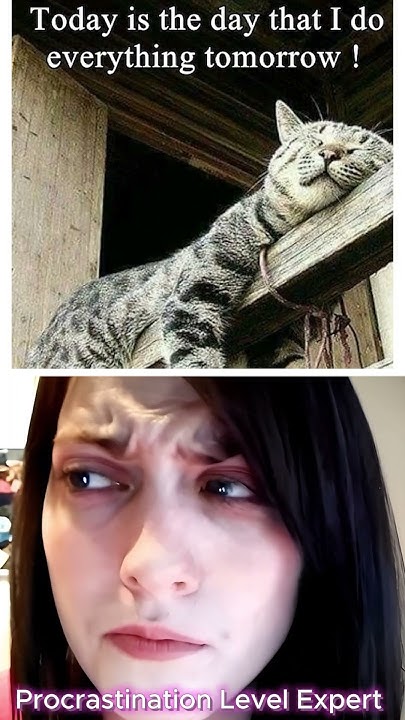 Procrastination Level: Expert 😂🐾#catlover #viralvideo #video #greenscreen #shorts #cat #funny # ...