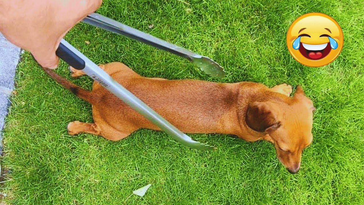 Laugh Out Loud: Funniest Dogs Doing the Goofiest Things! 🐶😆 - YouTube