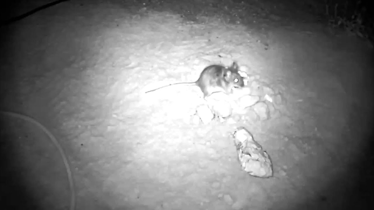 Mouse in the greenhouse - YouTube