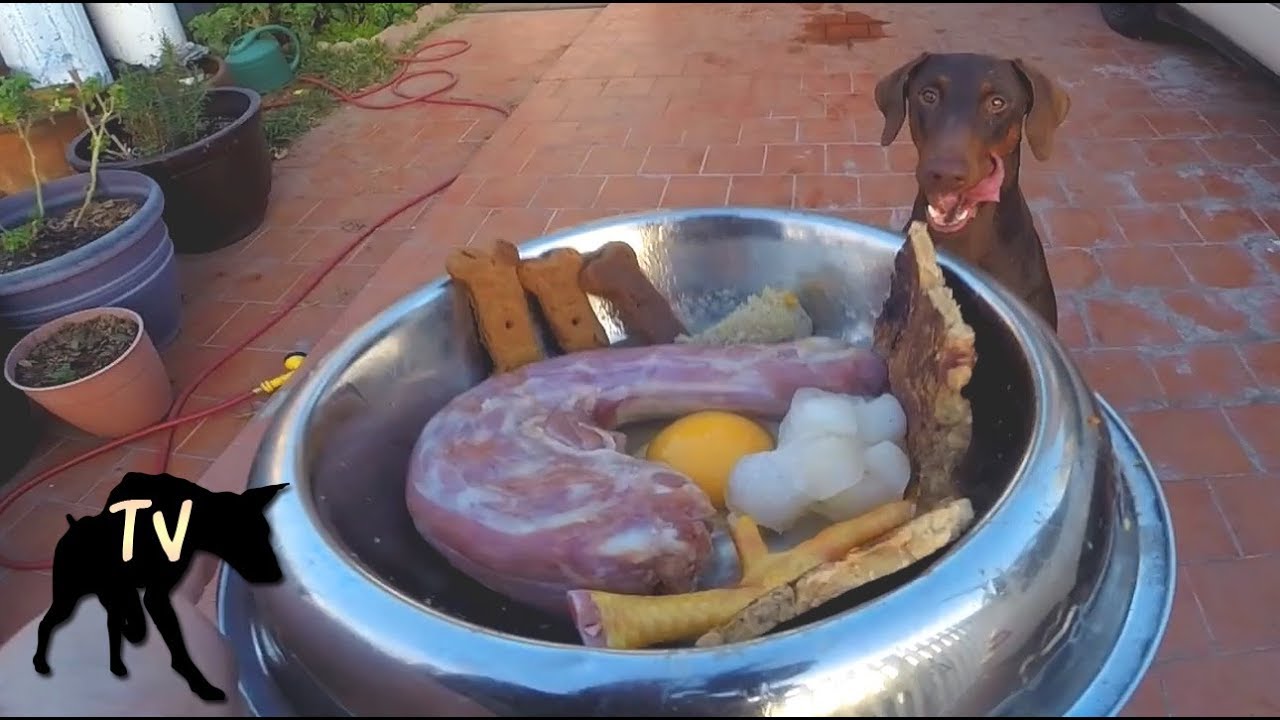 Doberman eating raw turkey neck, green tripe, and chicken feet | Raw ...