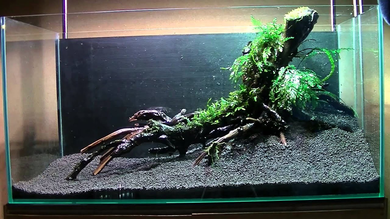 AQUARIUM ADA NA LAYOUT CONTEST 2015に出場する Vol.1 - YouTube
