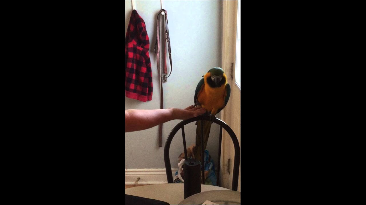 Gangster dancing parrot - YouTube