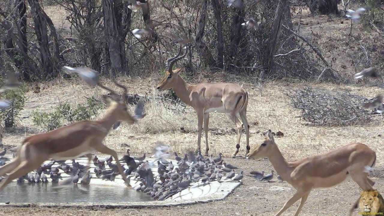The Impala And The Birds - YouTube