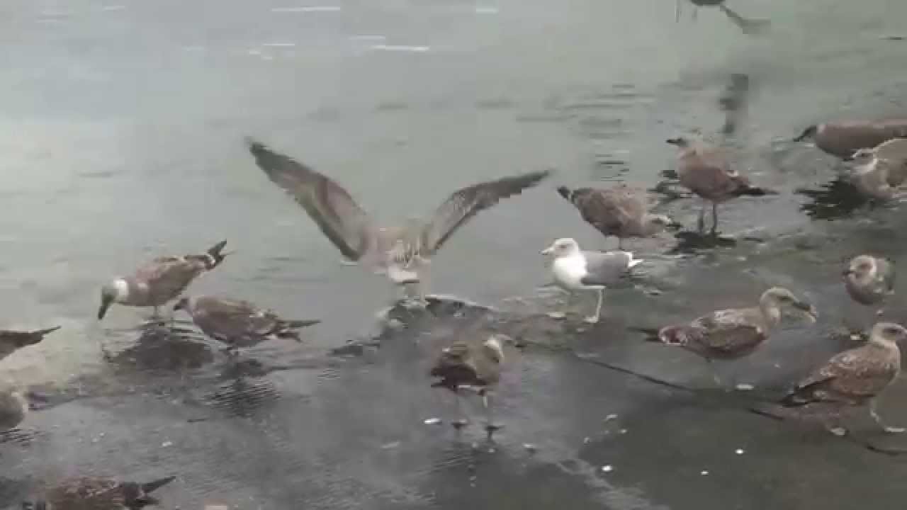 קולות ציוץ של להקת שחפים באיים האזוריים Chirping sounds of seagulls in ...