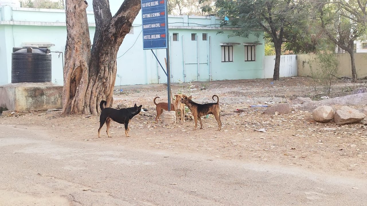 Hyderabad: Stray dogs strike terror in City - YouTube