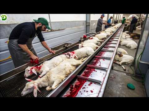 Giant Goat Slaughterhouse - Explore World's Largest Goat Farm - Giant Goats For High Productivity