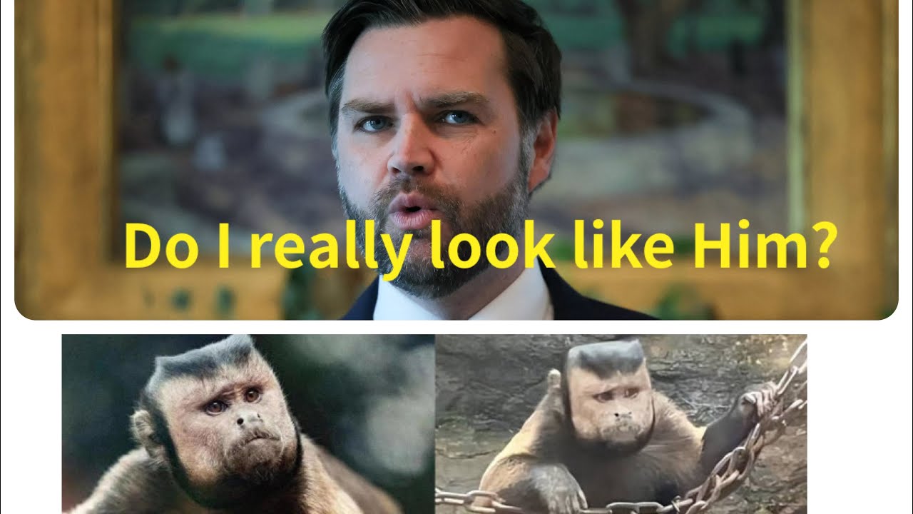 国字脸猴爆火全网！外国网友: 丑萌, 像万斯！Square-faced monkey looks like JD Vance and ...