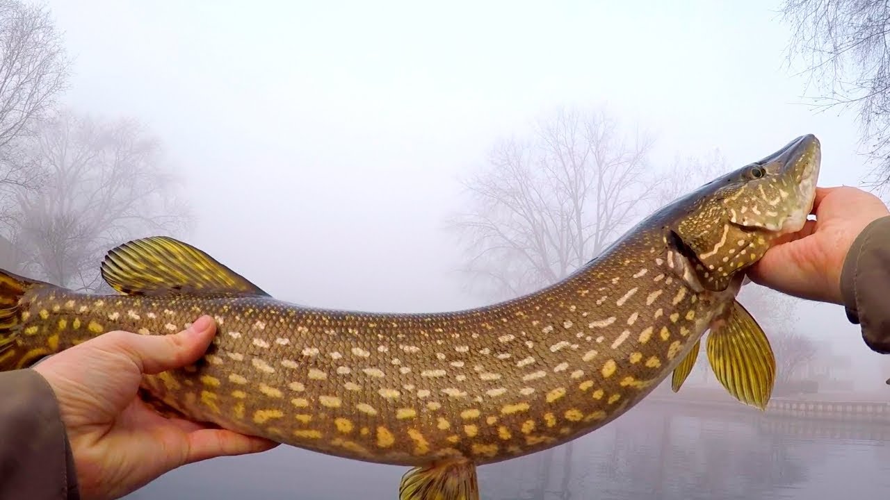 Fishing in THICK Fog for Smallmouth and Pike | Freezing Winter ...
