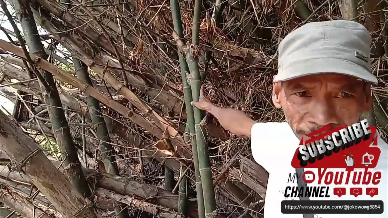 Penemuan Bambu Petuk Di Tempat Angker - YouTube
