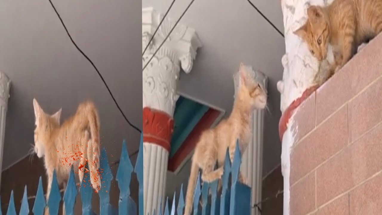 Poor kittens Trust Moovit helps 😸 😢 Rescue Video || RESCUED Cats 🐈 😻 ...