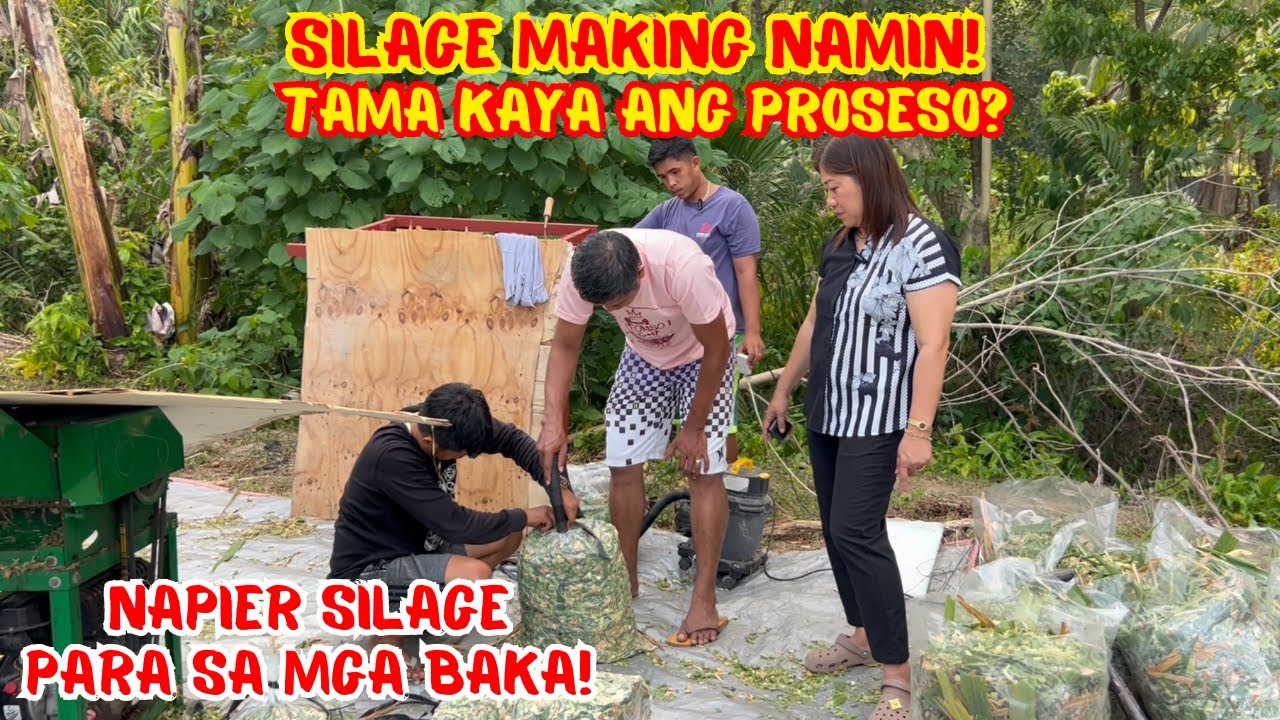 SILAGE MAKING NAMIN! TAMA KAYA ANG PROSESO? | NAPIER GRASS SILAGE ...