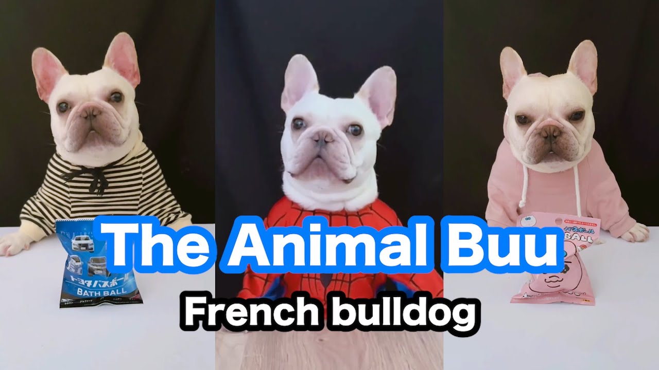 The Animal Buu の最新動画｜YouTubeランキング