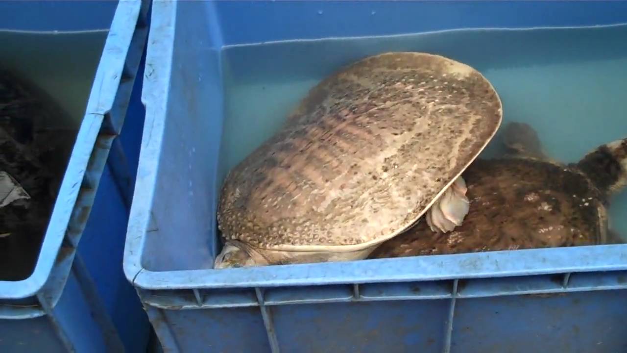 Turtle Market in China - YouTube