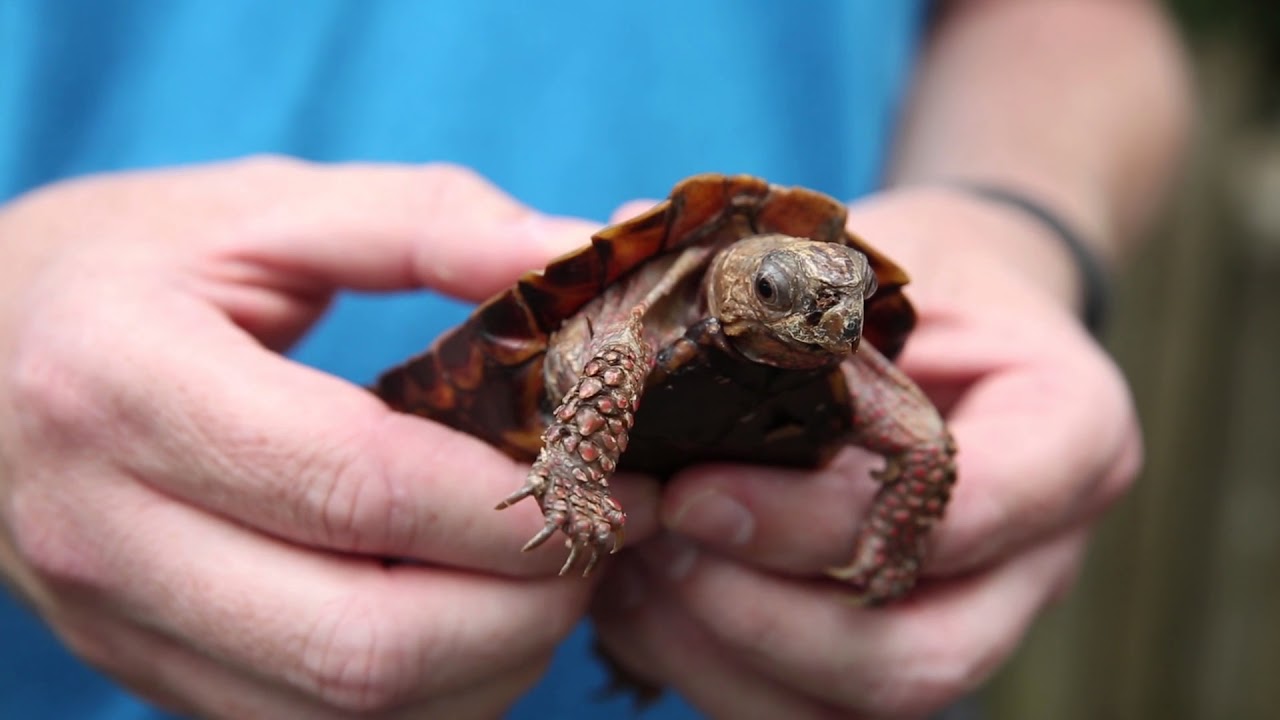Zoo Knoxville turtle fitted with prosthetic mask - YouTube