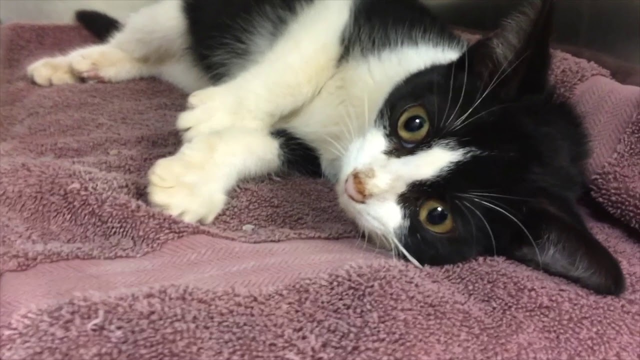 Ladybird Animal Sanctuary - Downie - YouTube