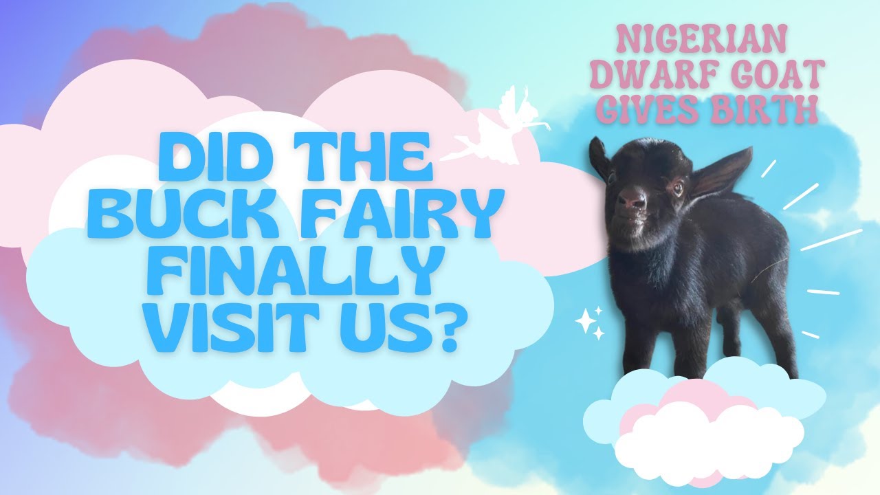 DID THE BUCK FAIRY FINALLY STRIKE? Full Goat Birth (Nigerian Dwarf Goat ...