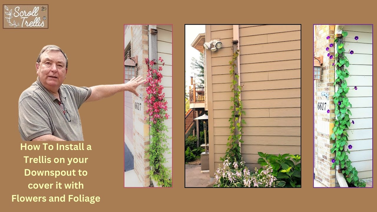 How to Install a Scroll Trellis Downspout Trellis to Cover your ...