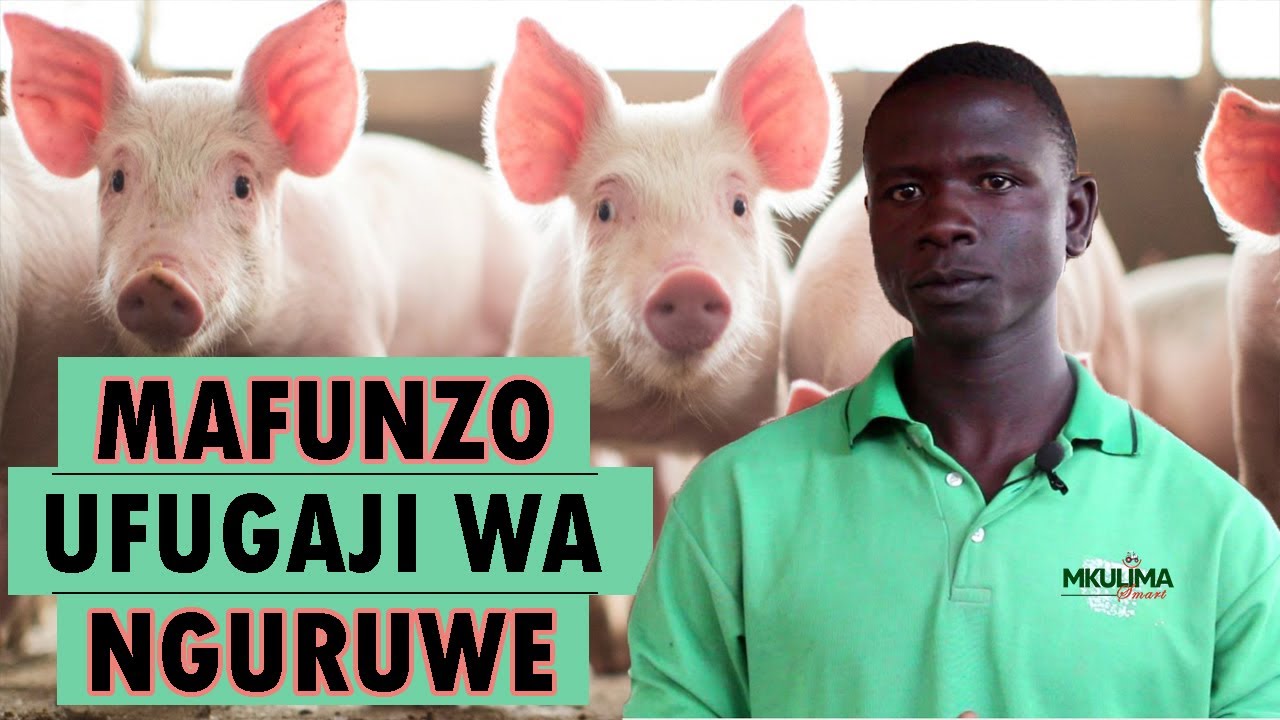 UFUGAJI BORA WA NGURUWE KIBIASHARA-Utunzaji na faida za kufuga nguruwe ...