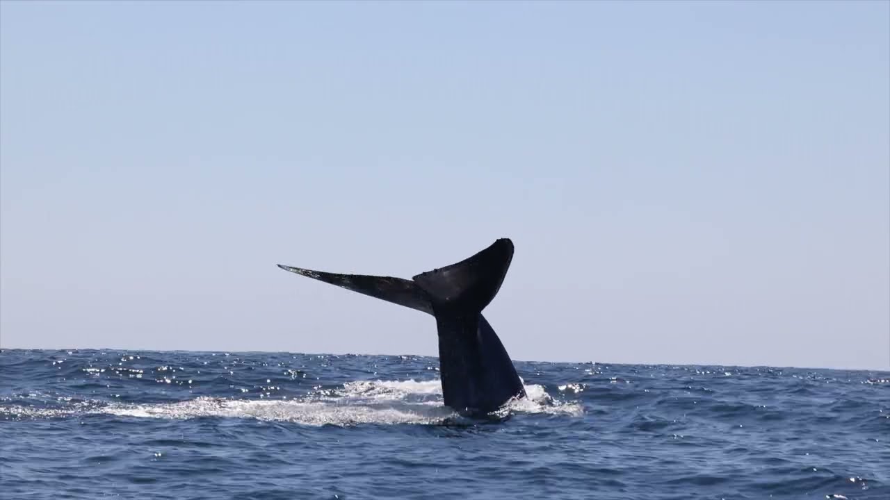Blue whale surfacing - YouTube