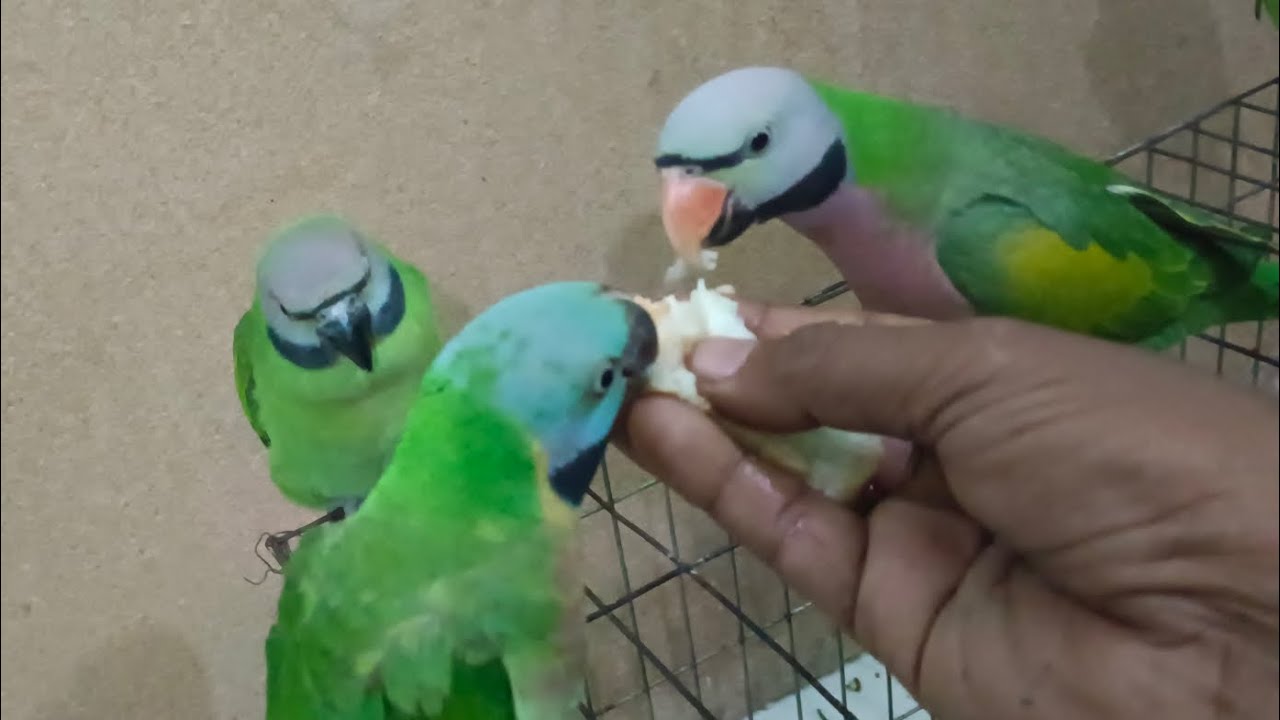 Funny Parrot Videos Compilation | Parrot Talking. - YouTube