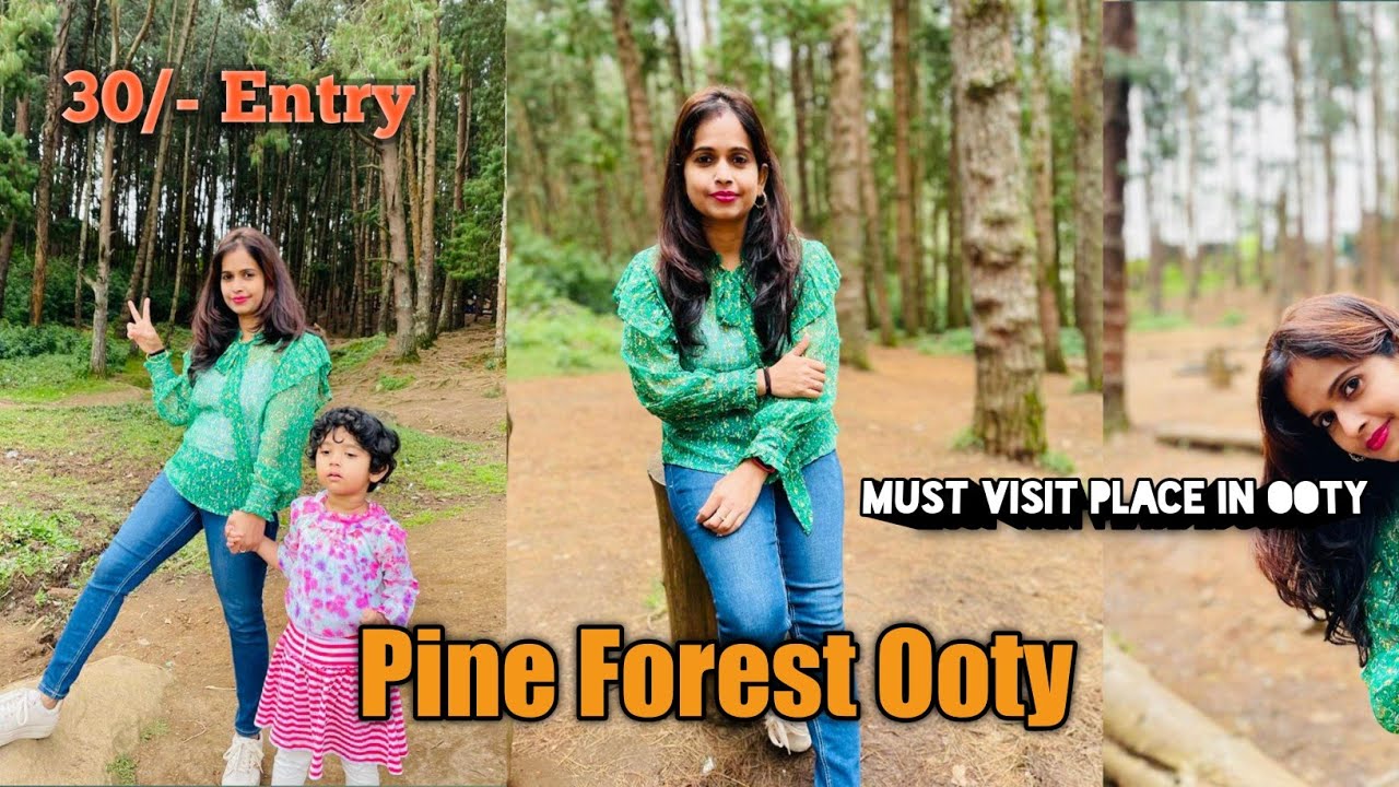 Pine Forest Ooty | Most Famous Pine Forest Ooty | Must visit places in ...