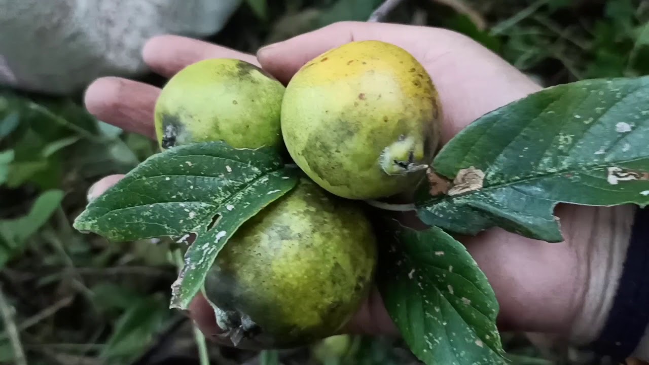 collecting of wild apple in my village,(zhavame village) - YouTube
