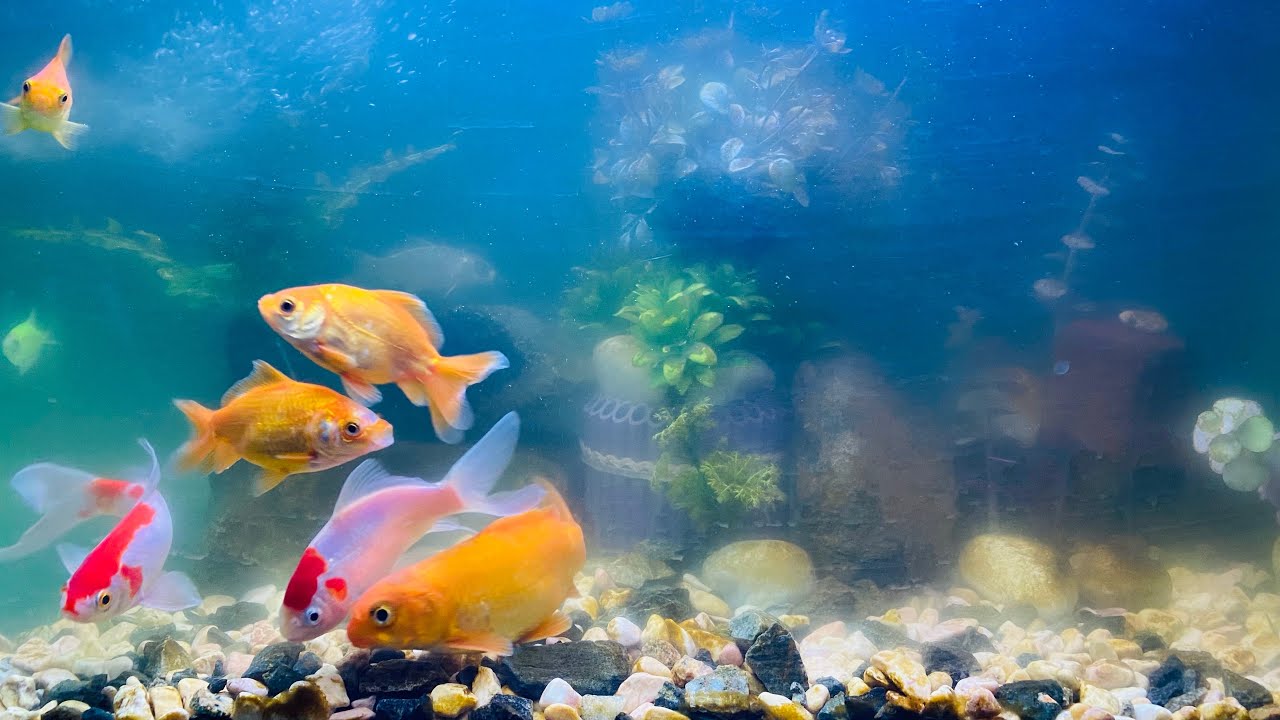 ASMR | Calming Fish Tank Aquarium For Relaxing - YouTube