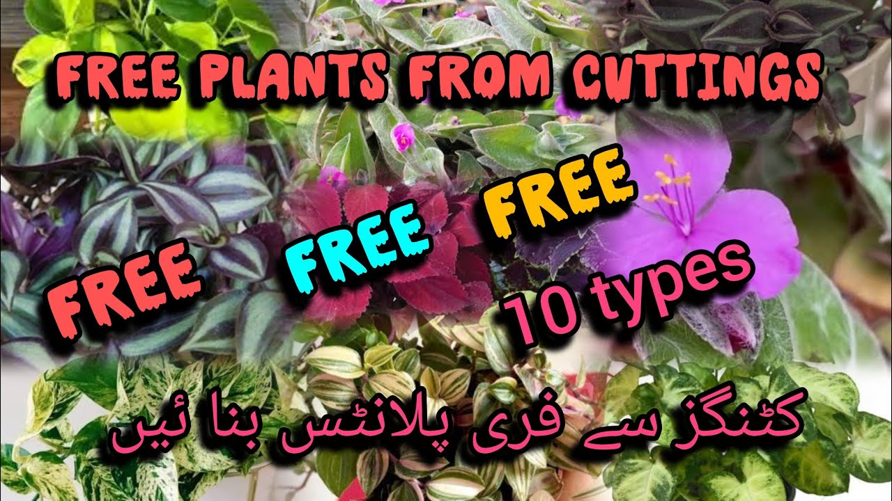 free plants from cuttings 10 types/create free garden// Grow green 445 ...