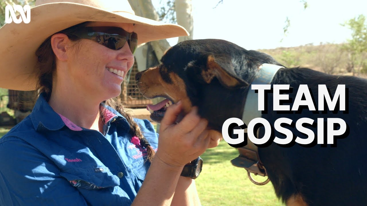Kelpie puppy Gossip and stockwoman Aticia Grey | Muster Dogs - YouTube