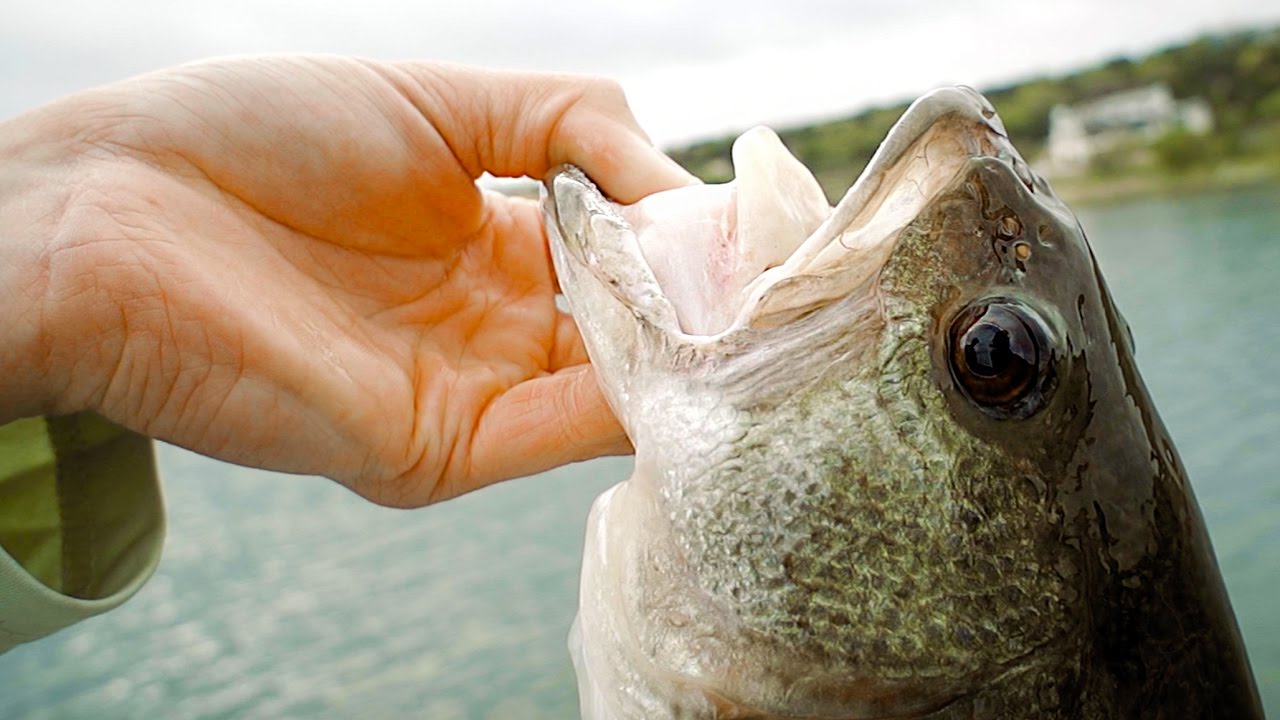 You Don't Wanna Mess With This Bass! Post-Spawn Crankbait fishing - YouTube