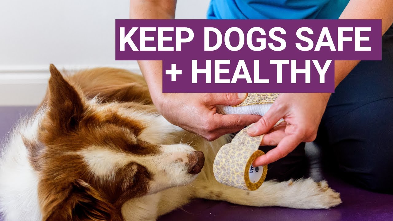 Canine First Aid + Health Check Skills - YouTube