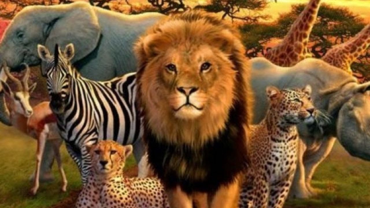OS MAIS LINDOS ANIMAIS SELVAGENS EM SEU HABITAT NATURAL - YouTube