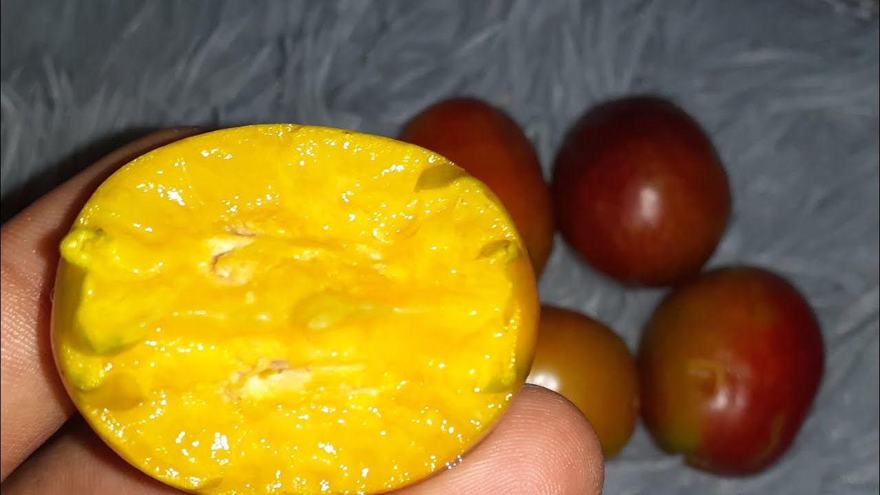 Purple Mombin | Jocotes | Hog Plum | Spondias purpurea - YouTube