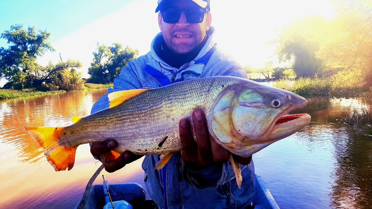 PESCA Y COCINA! MANDUBI, MANDUVAS, DORADO, AMARILLOS, SABALOS, MOJARRAS ...