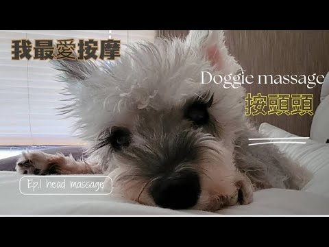 3分鐘就會的狗狗頭部按摩 Dog Head Massage EP. 1~ - YouTube
